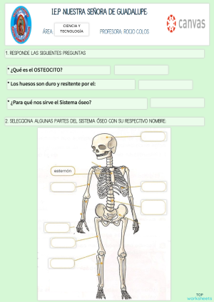CIENCIAS: EL SISTEMA ÓSEO. Ficha interactiva | TopWorksheets